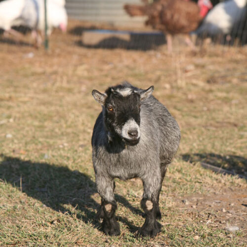 Pasture Management with Small Ruminants – Mother Earth News
